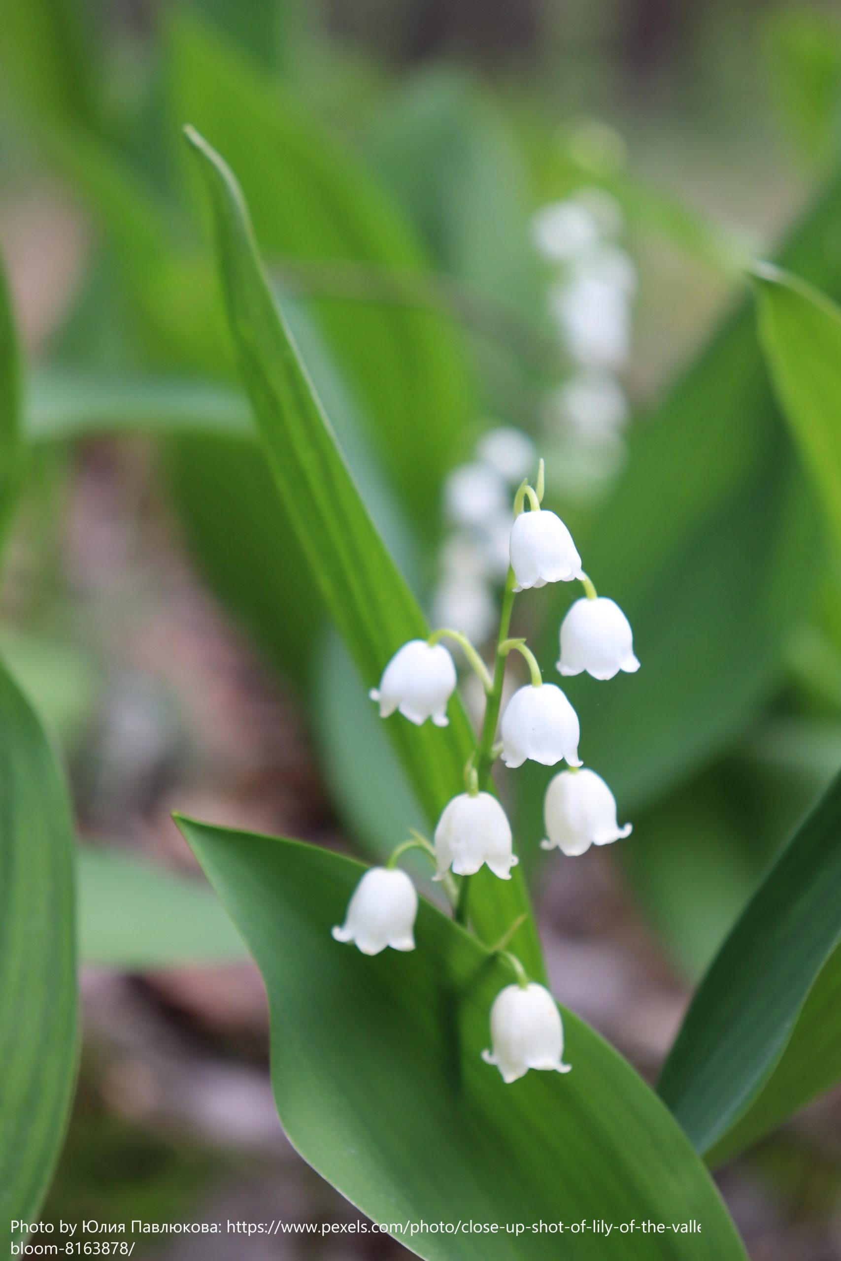 Le 1er mai en France - célébrations et traditions